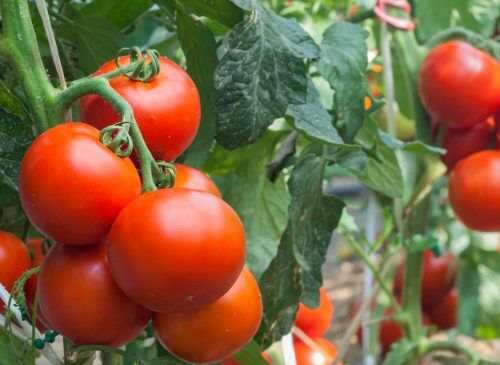 Home - Danken Indonesia